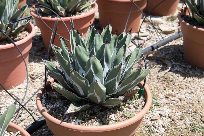 Agave Ferdinandi-regis king of the Agaves / 10 Seeds - Etsy Australia