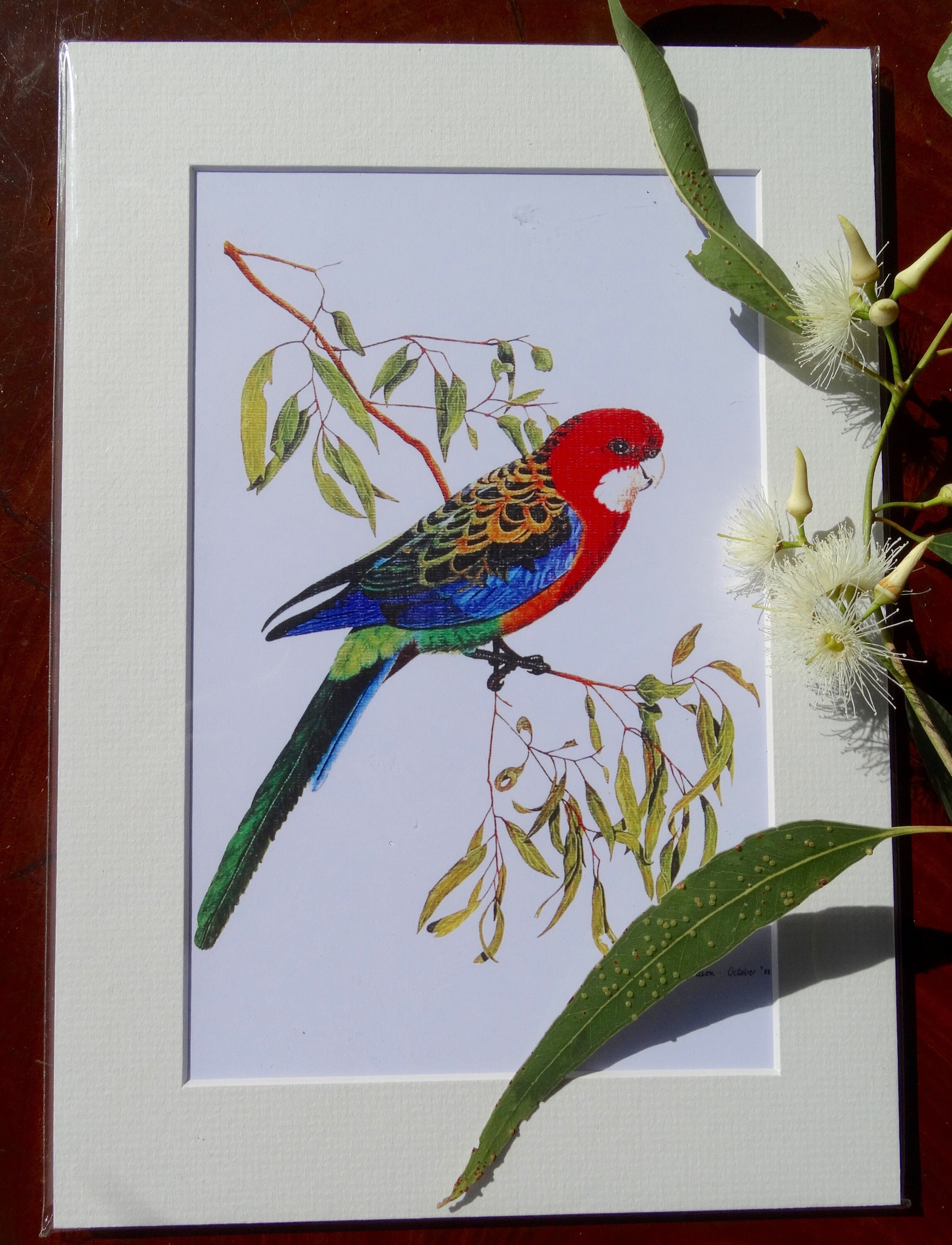 A4 Mounted Print Eastern Rosella Parrot Australian Bird - Etsy