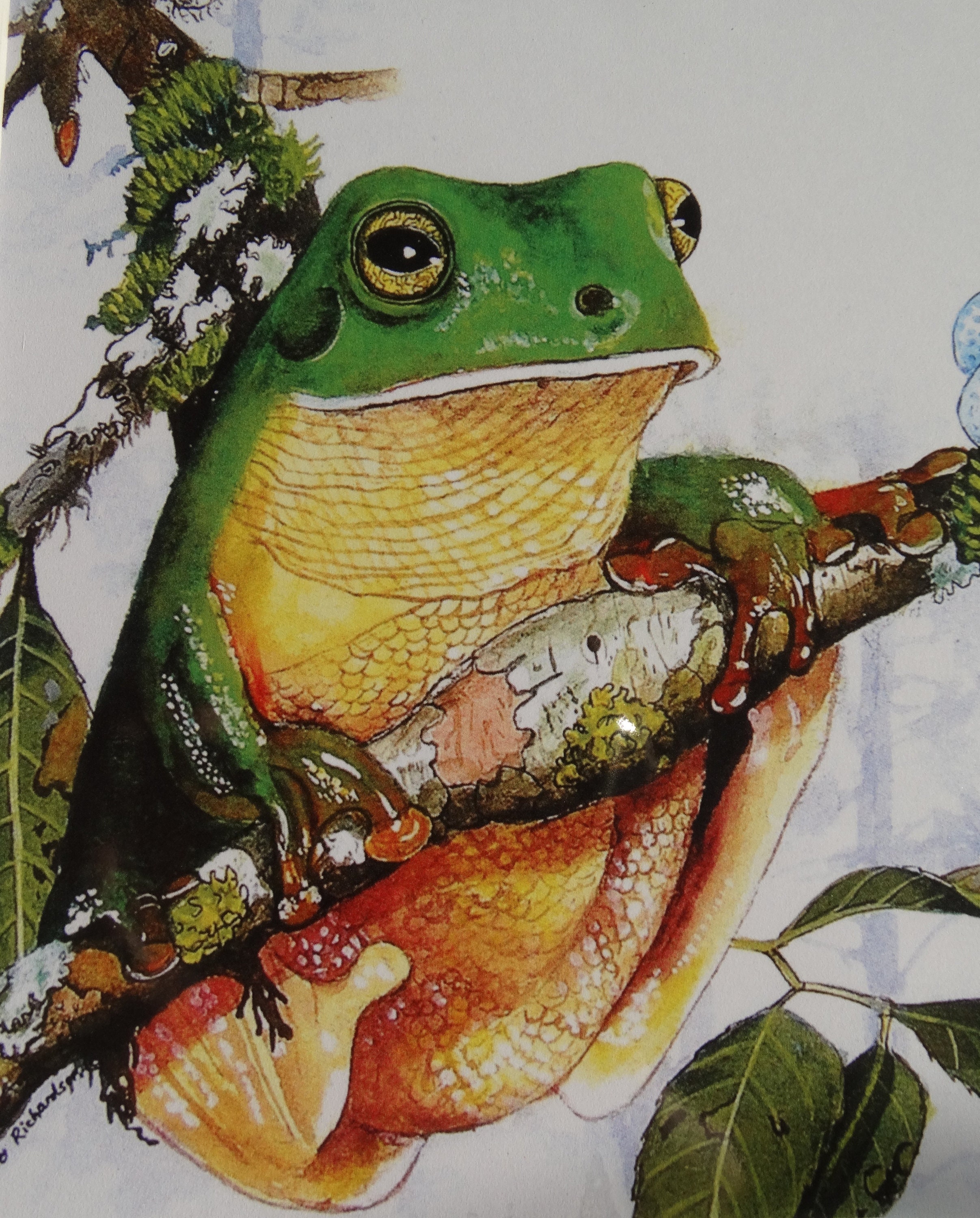 Australian Green Tree Frog A4 Mounted Print: Wildlife Art by Jennifer ...