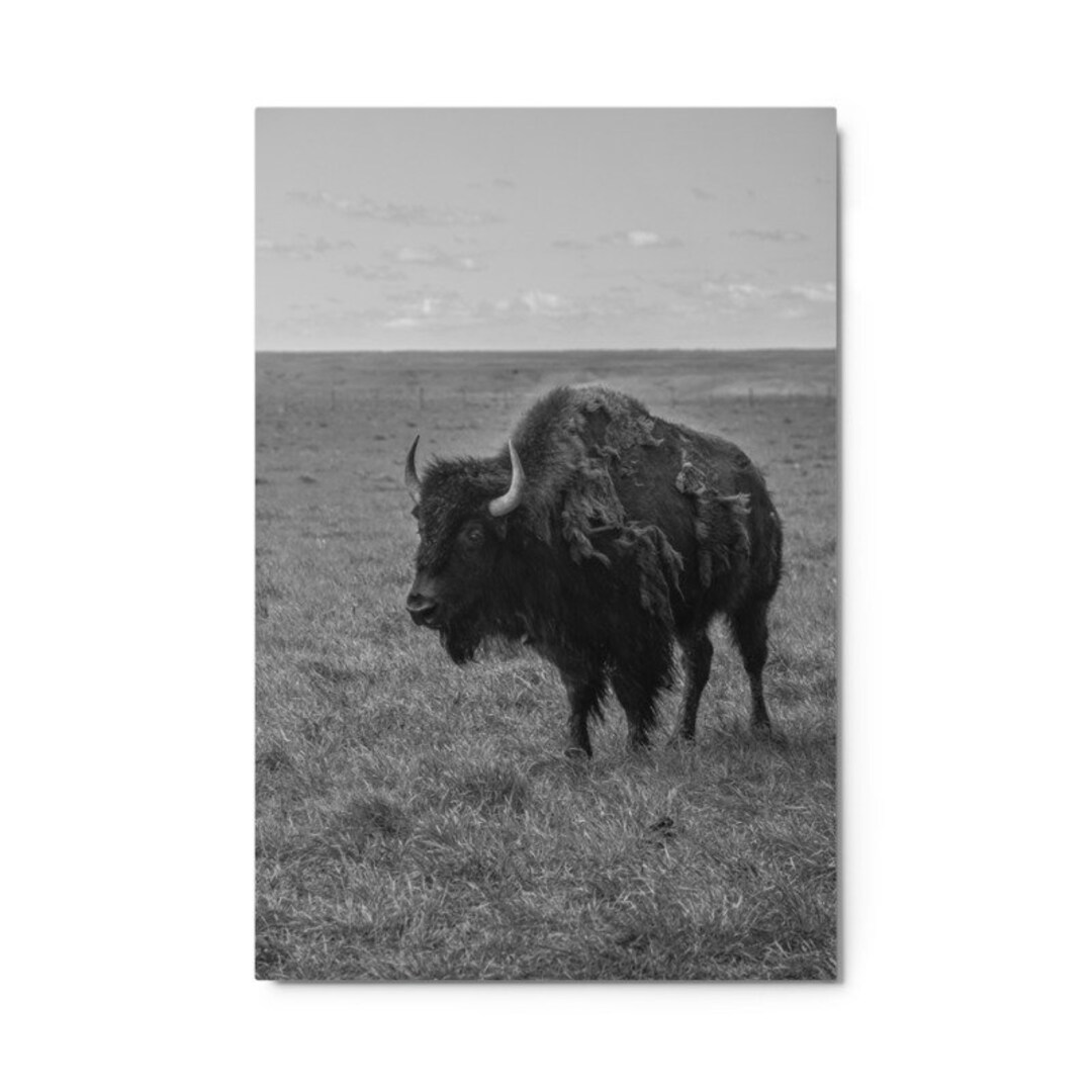 BW Bison Portrait - Etsy