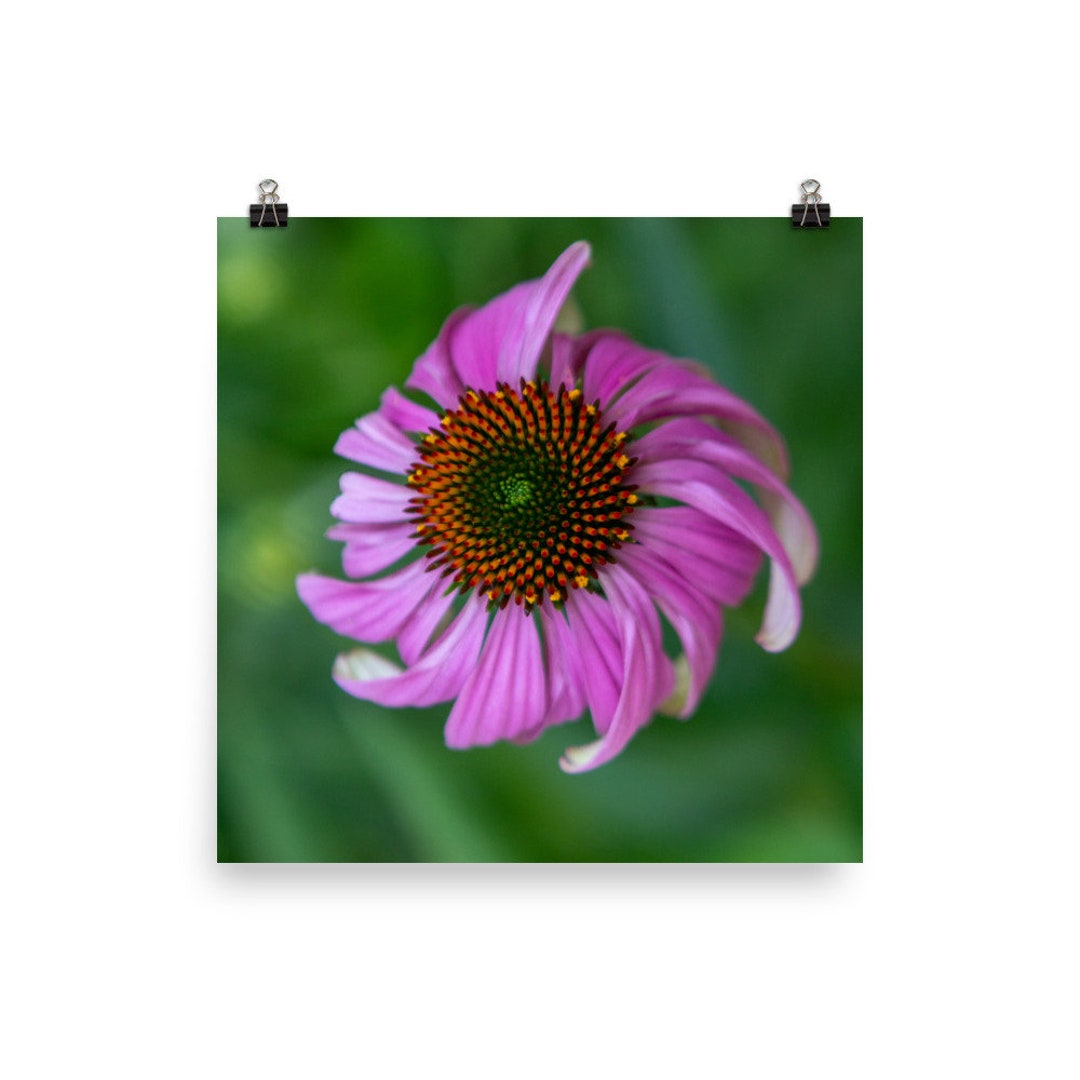 Spinning Flower Poster - Etsy