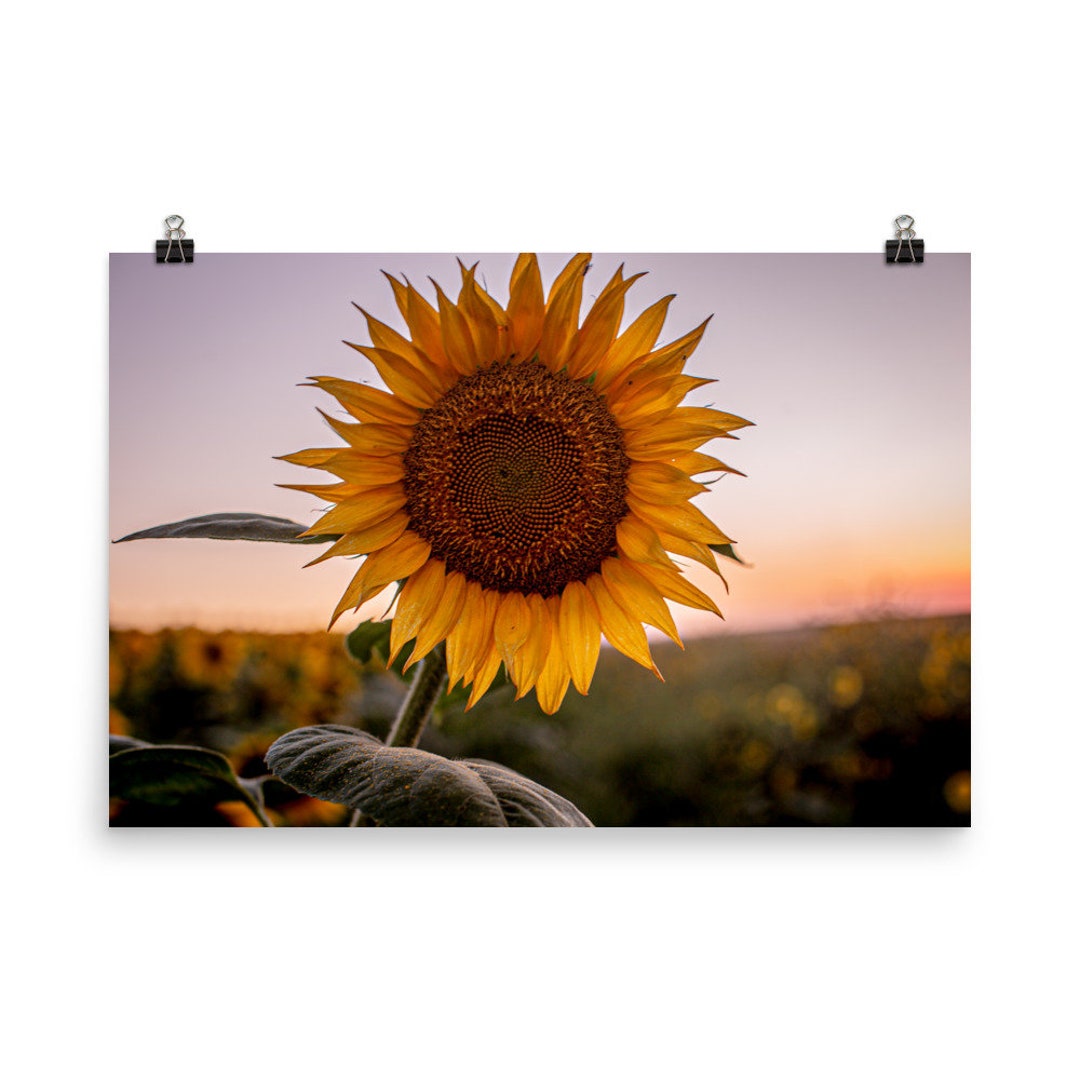 Sunshine Poster - Etsy