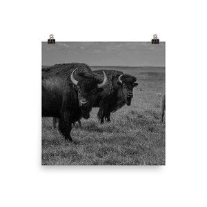 BW Bison Poster - Etsy