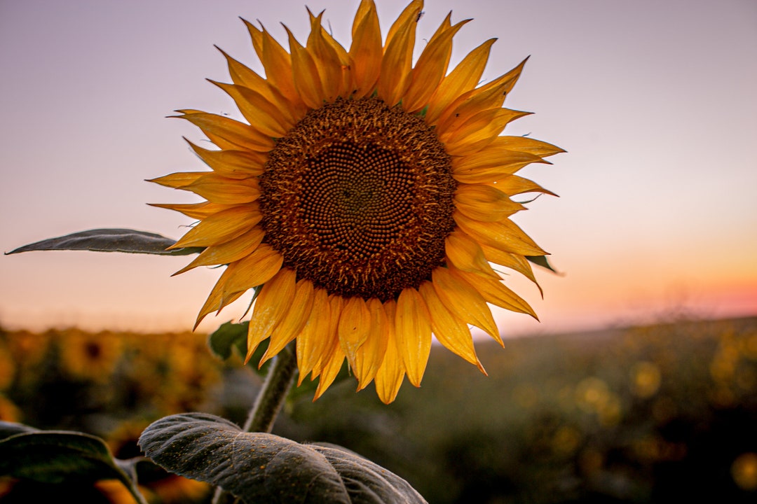 Sunflower- High Resolution Image, Digital Download - Etsy