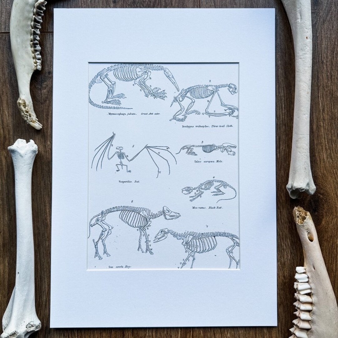 Mammal Skeleton Print, Gothic Home Decor, Taxidermy Osteology Bone Art ...