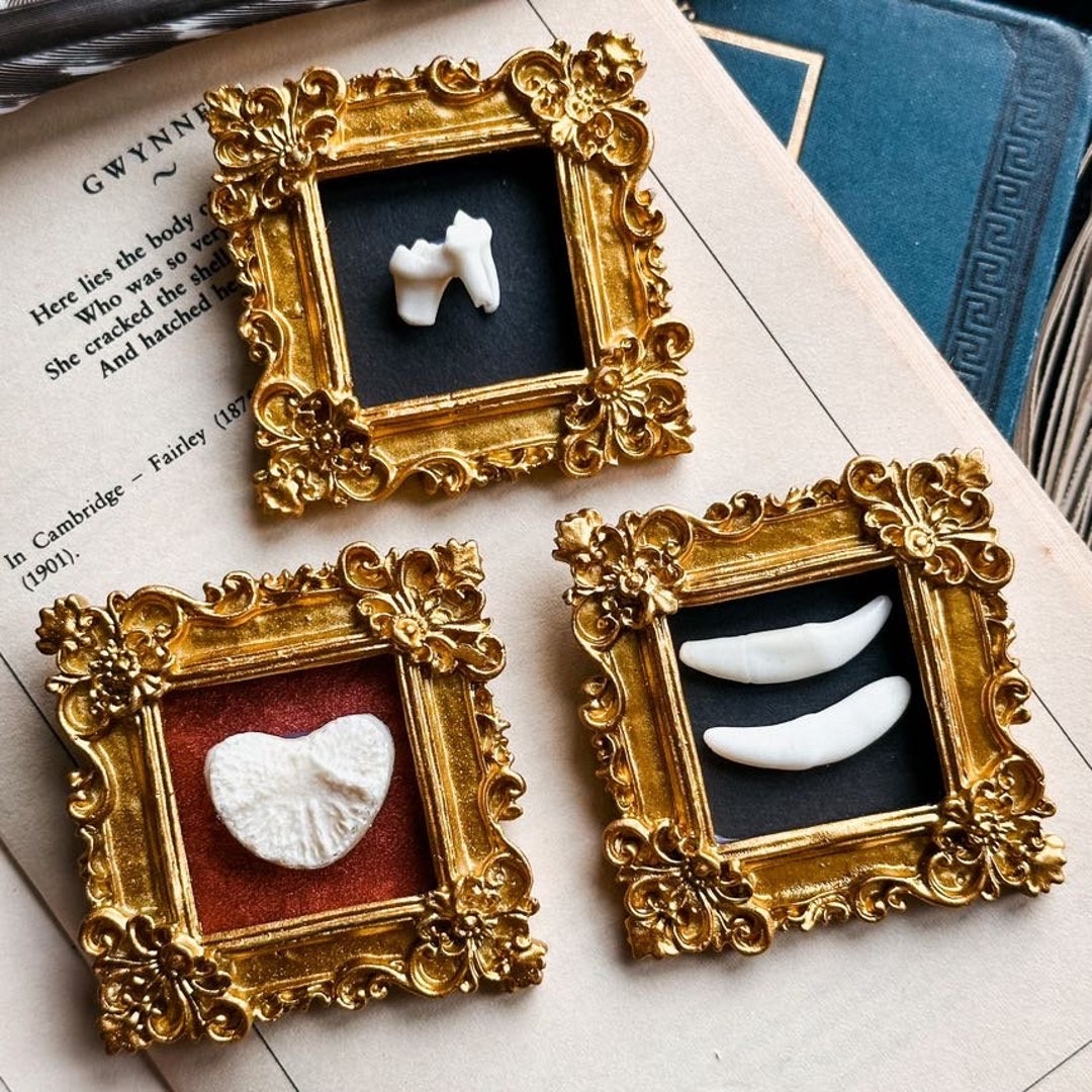 Mini Sheep Tooth Frames, Taxidermy Oddities & Curiosities, Curio ...