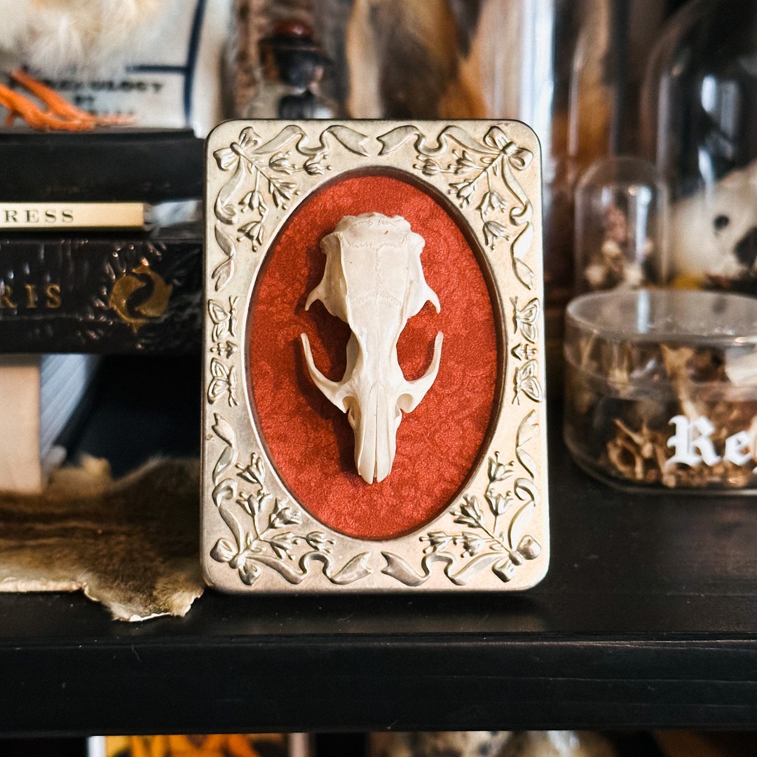 Rat Skull in Antique Frame, Bone Art, Oddities and Curiosities ...