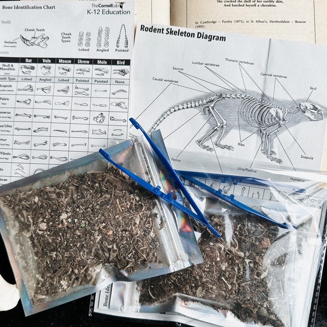 Loose Owl Pellet Dissection Kit, Homeschool Activities, Science Class ...