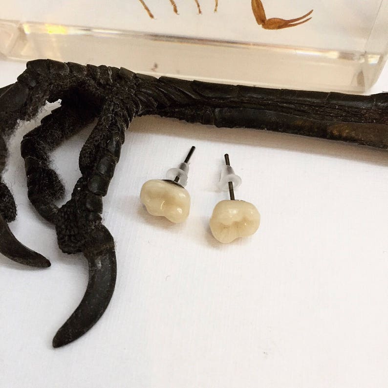 Human Molar Tooth Stud Earrings - Etsy