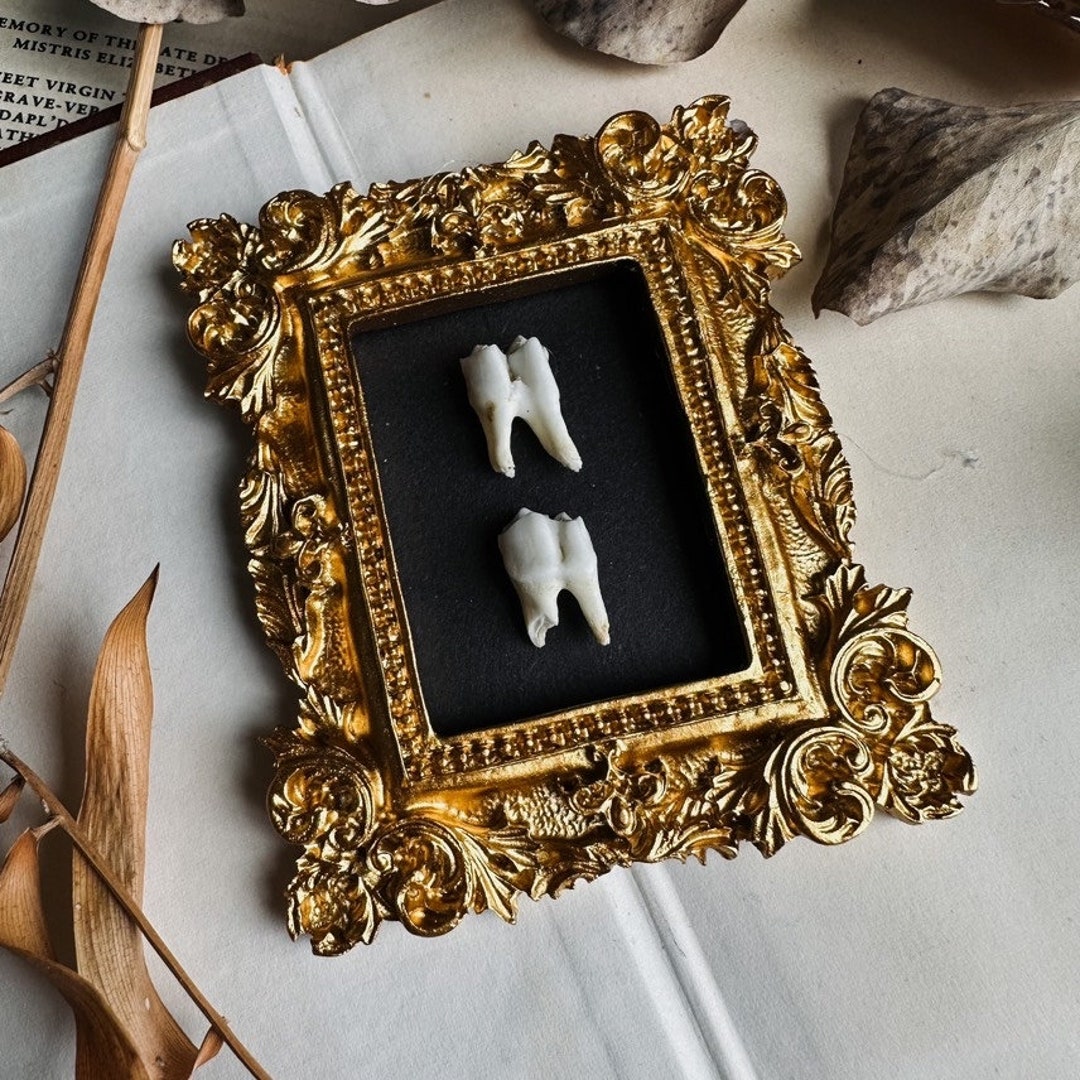 Sheep Tooth Frame, Gothic Oddity Frame, Curiosities, Taxidermy Art ...