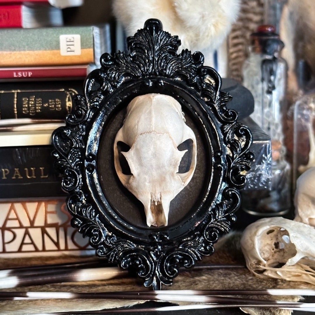Squirrel Skull Frame, Gothic Oddity Frame, Curiosities, Taxidermy Art ...