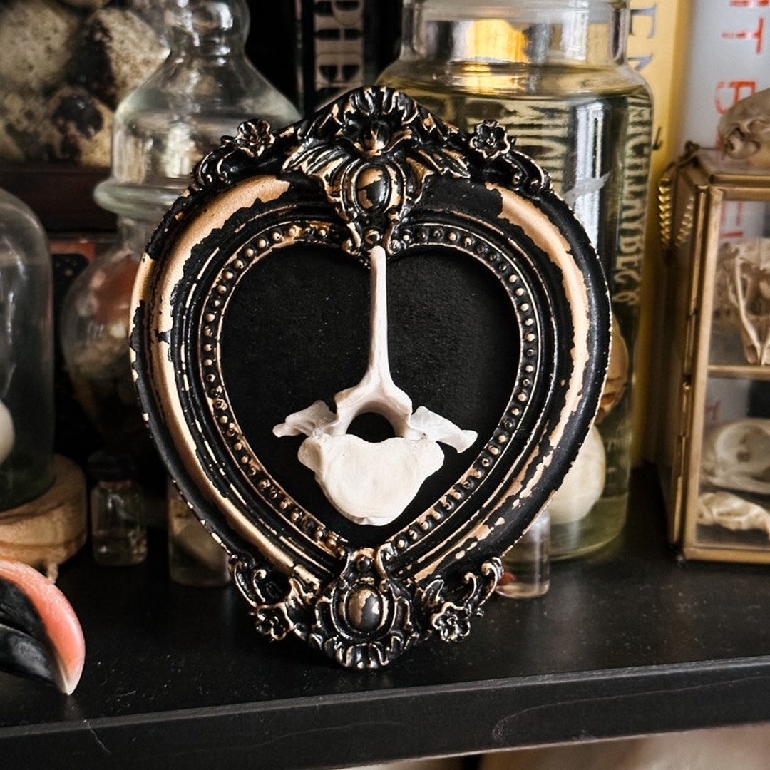 Deer Vertebrae Bone in Heart Frame, Gothic Oddity Frame, Curiosities ...