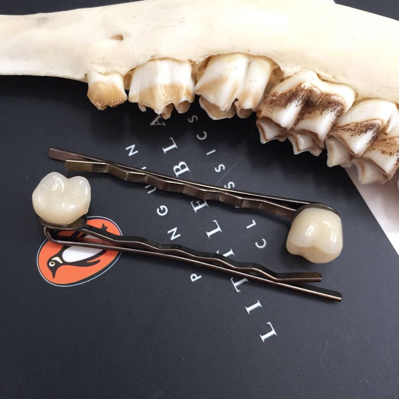 Gold or Black Molar Human Tooth Hair Clip Pair Taxidermy - Etsy
