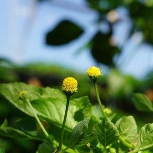 Buzz Button Grow Kit Experience the Thrill of Cultivating Szechuan ...