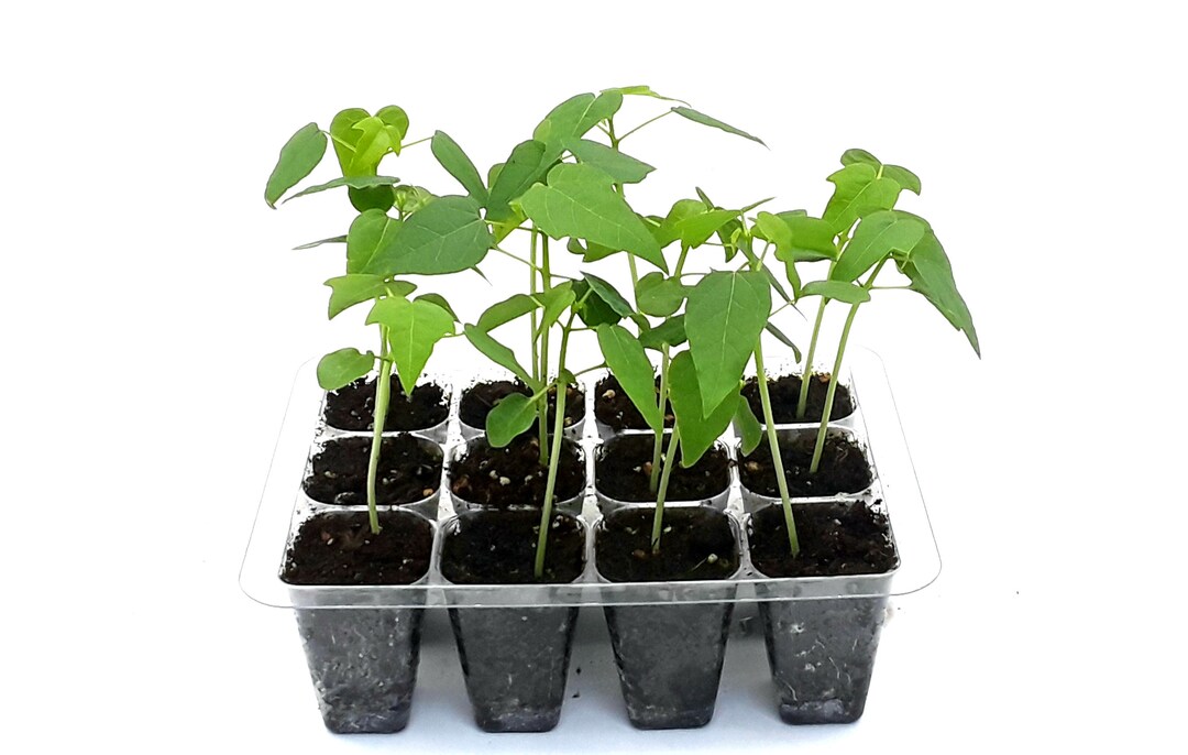 Papaya Grow Kit | Pre-soaked - Pre-sown Seeds | Beginner-friendly ...