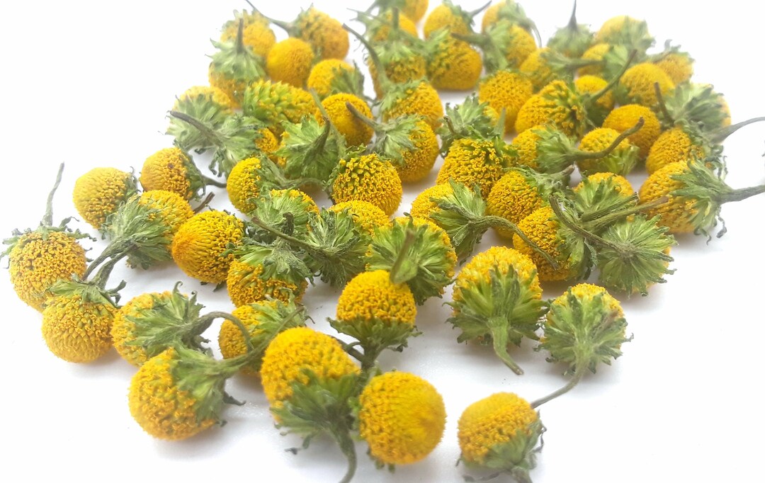 Premium Dried Edible Lemon Drop Buzz Buttons Szechuan Buttons, Electric ...