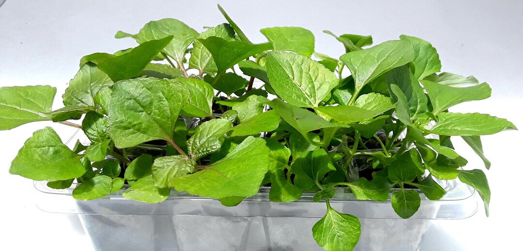 Buzz Button Grow Kit Experience the Thrill of Cultivating Szechuan ...