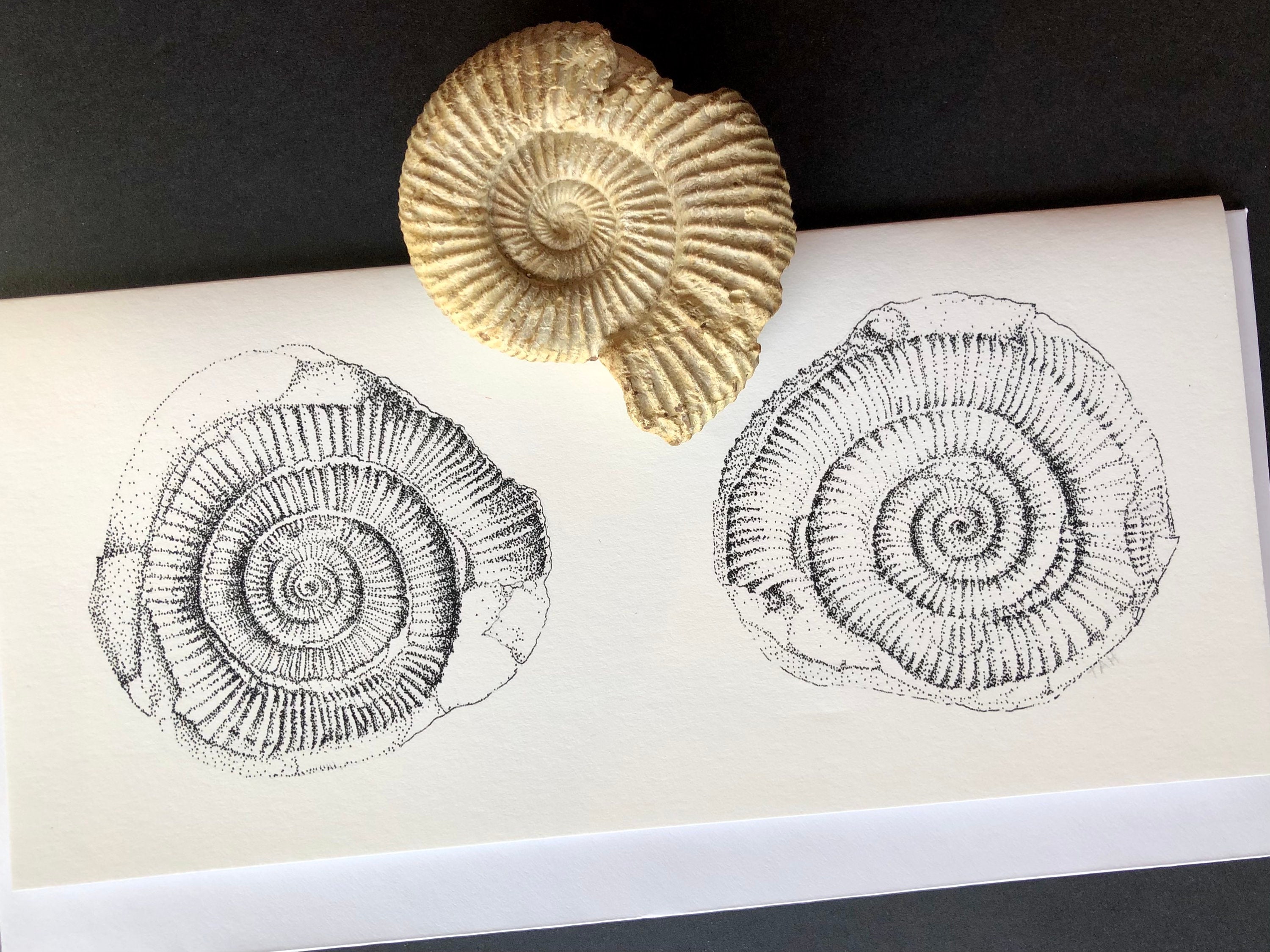 Ammonite Greeting Card. - Etsy