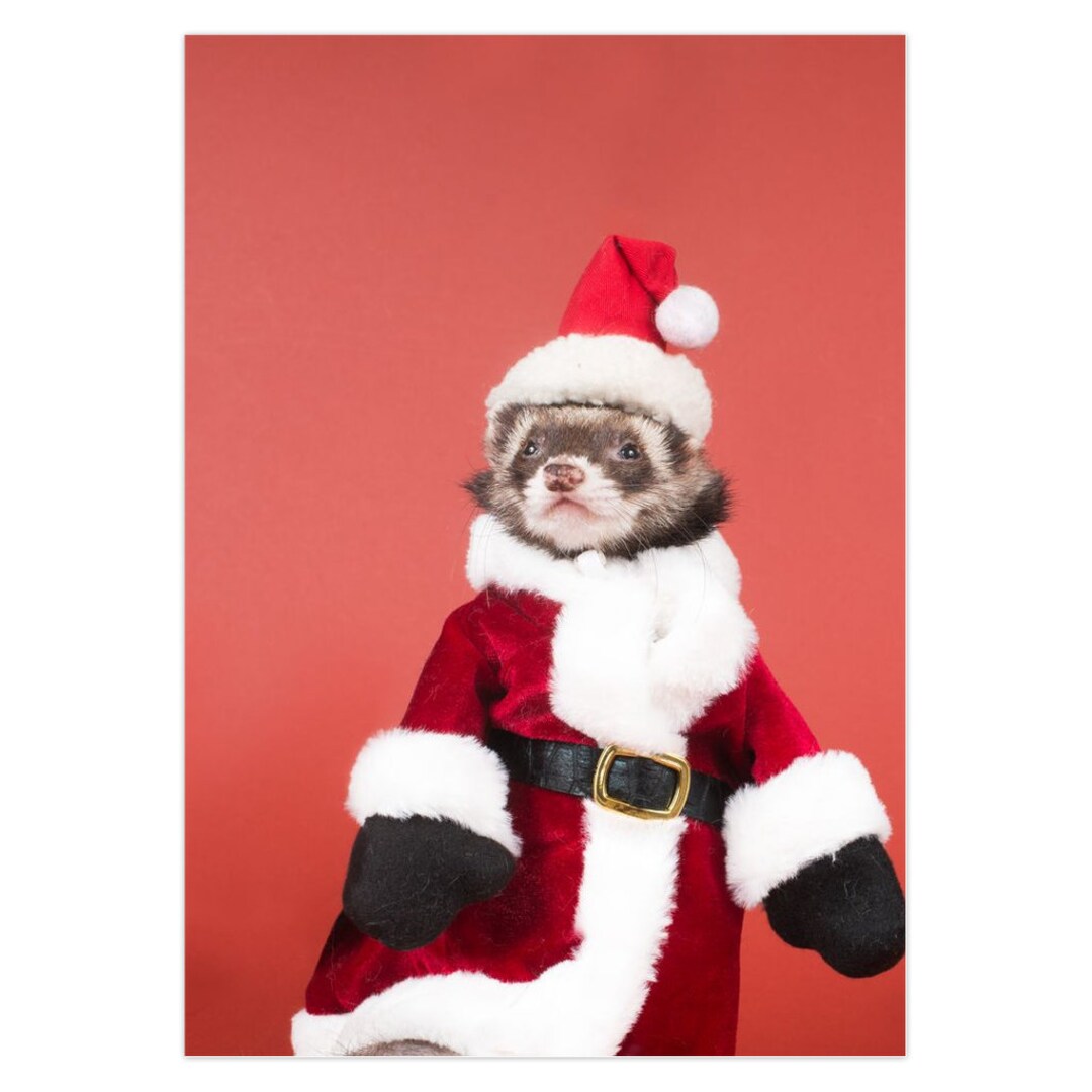 Ferret Santa Paws Greeting Card Pack of 10, Christmas Animals Print ...