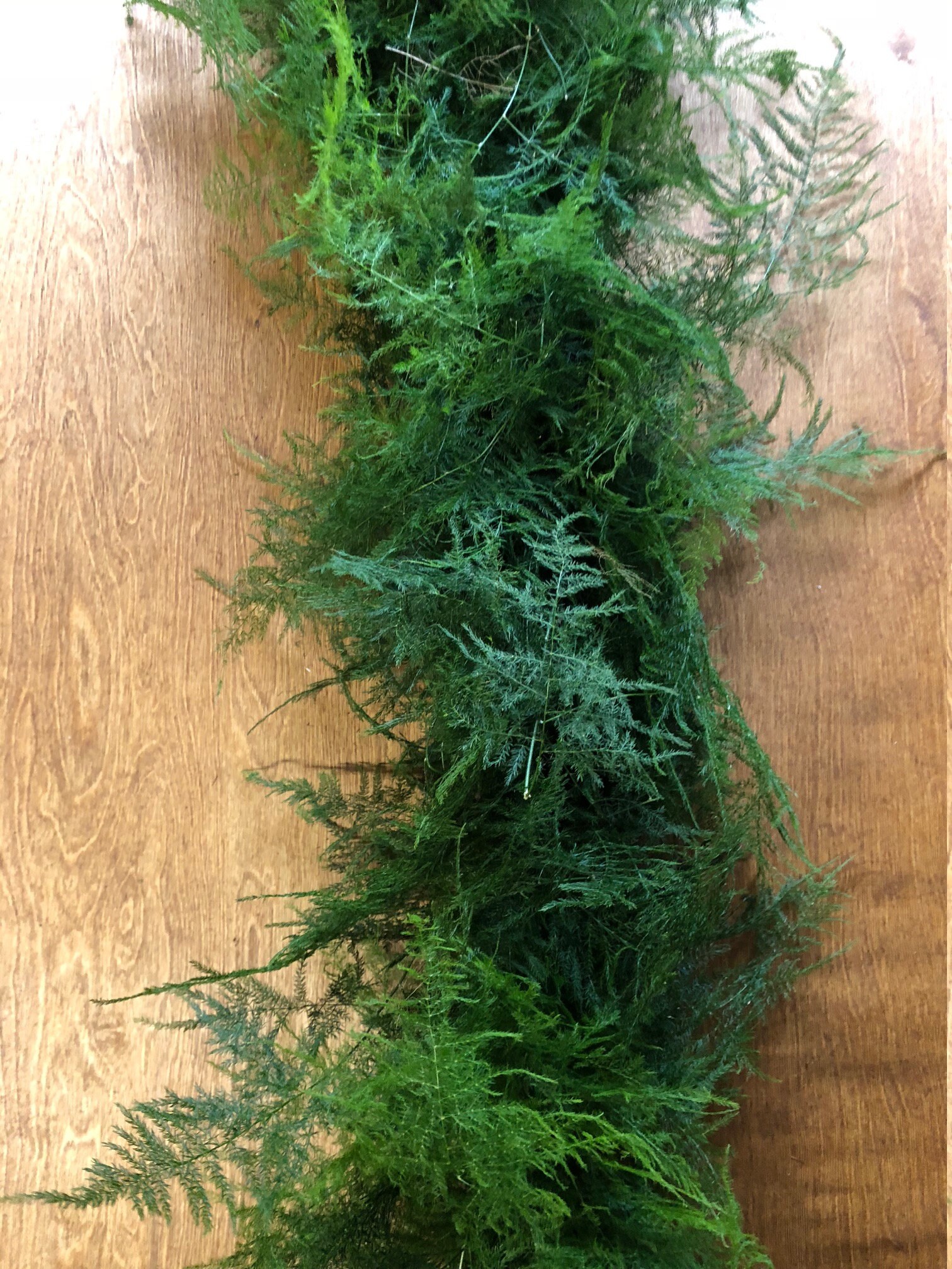 Freshly Cut Plumosus Garland Asparagus Fern Garland Greenery - Etsy
