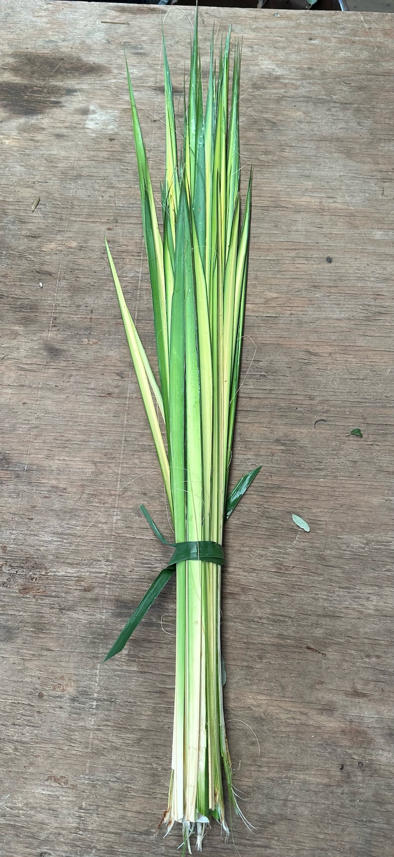 Fresh Palm Strips for Palm Sunday. Church Palm Strips for Palm Sunday ...