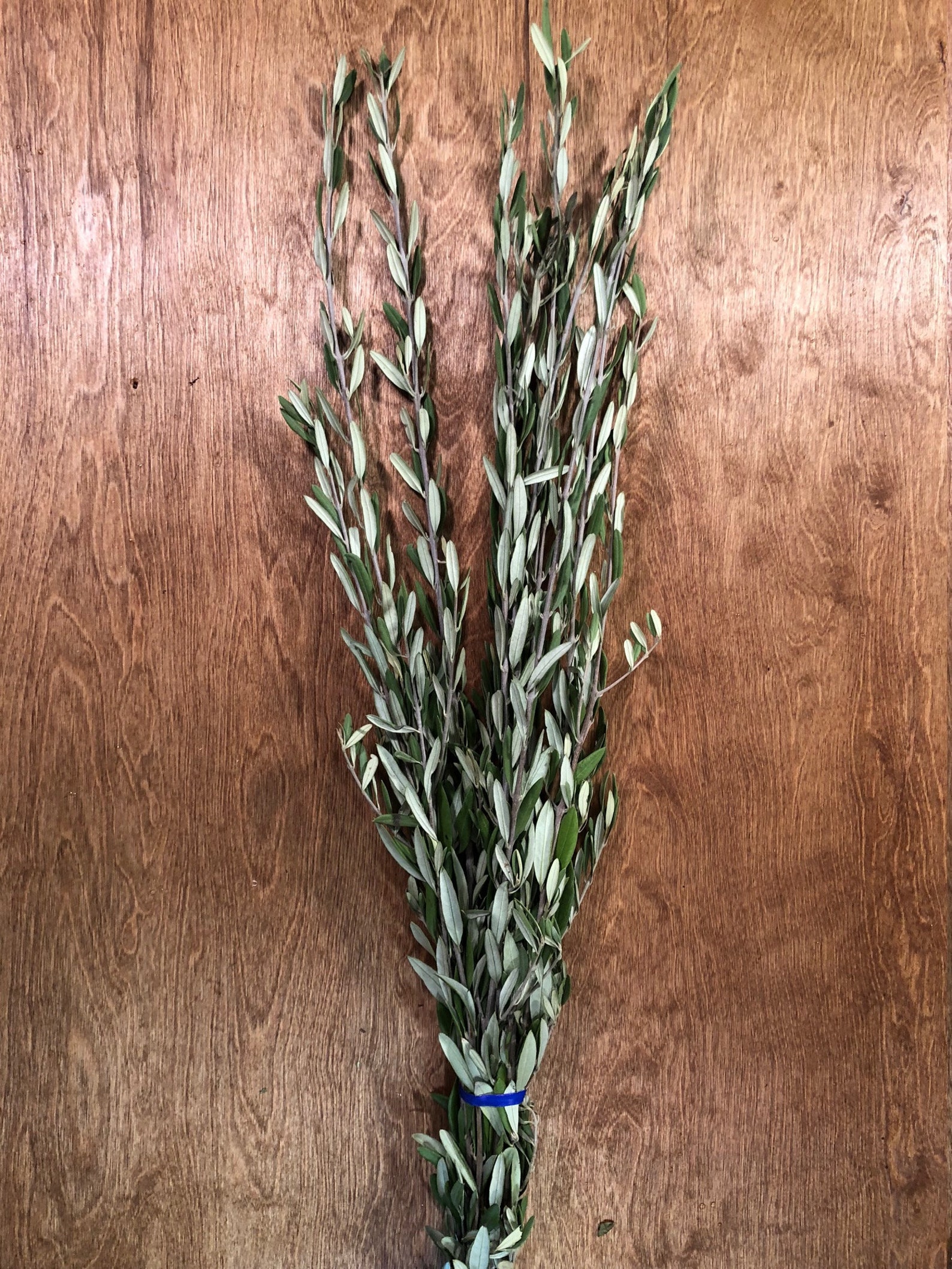 Fresh Olive Branch Bunches - Etsy
