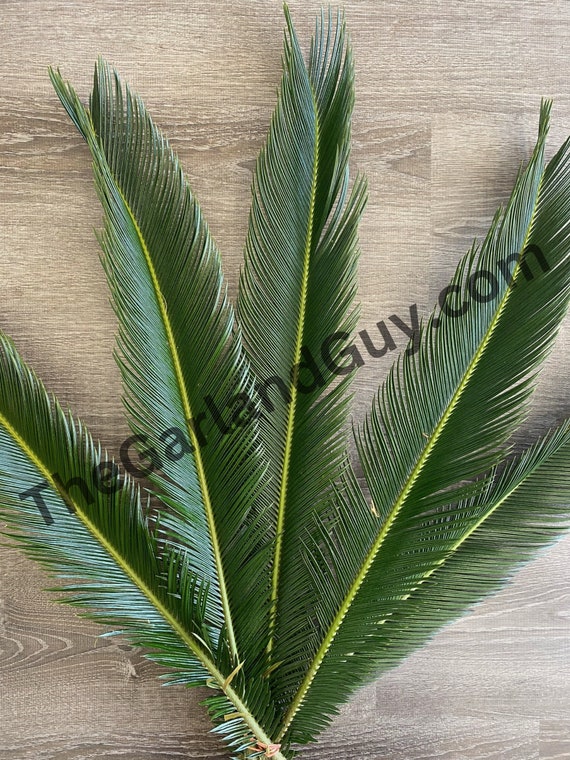 Palm Fronds For Palm Sunday