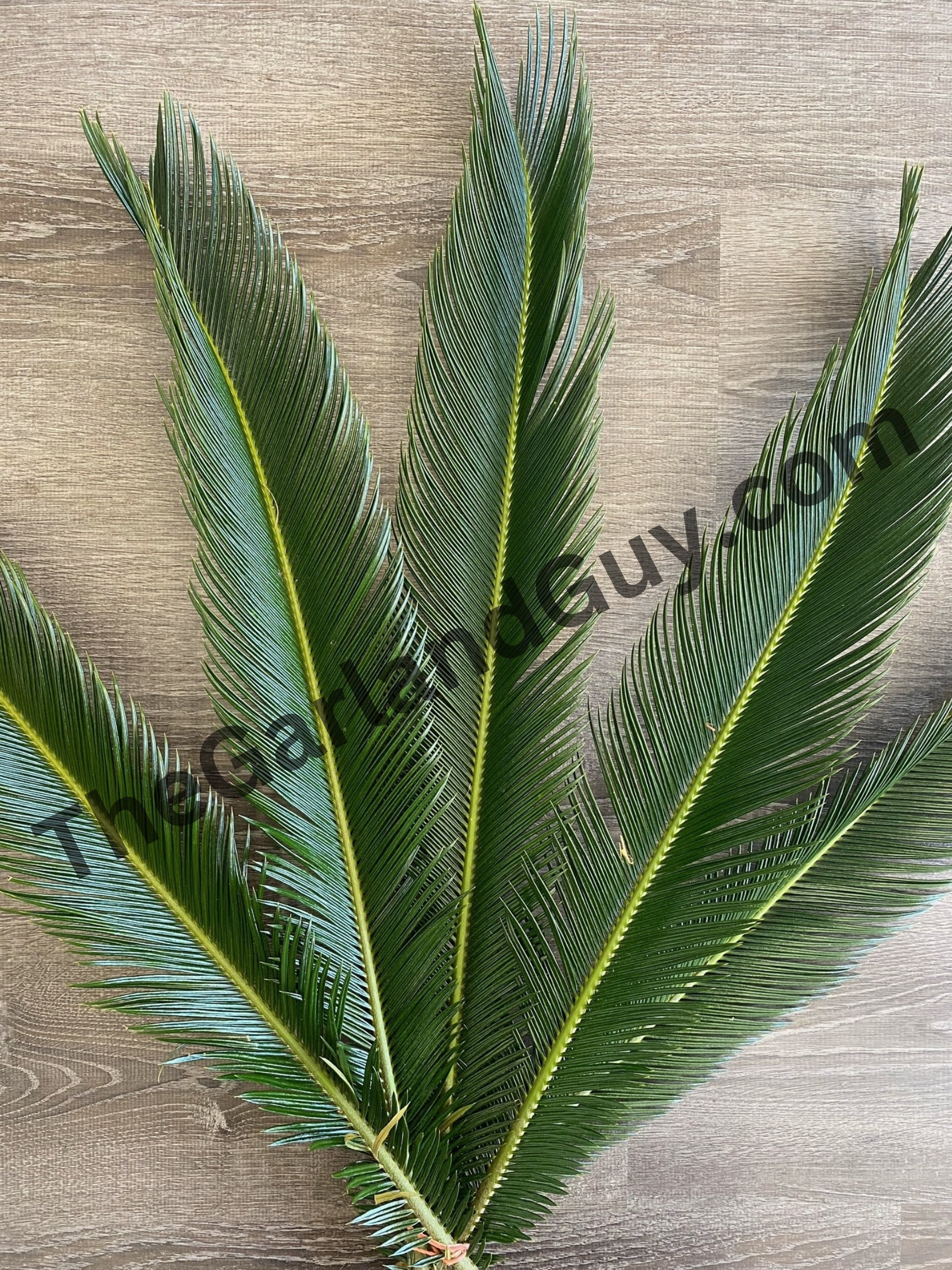 Freshly Harvested Sago Palm Fronds – Palm Sunday & Easter Palms, Church ...