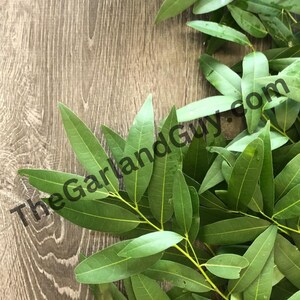 Fresh Bay Leaf Bunch, Real Bay Leaf Foliage - Etsy