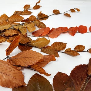 Preserved Copper Beech Foliage – Fall Decorating Greens, Wedding ...