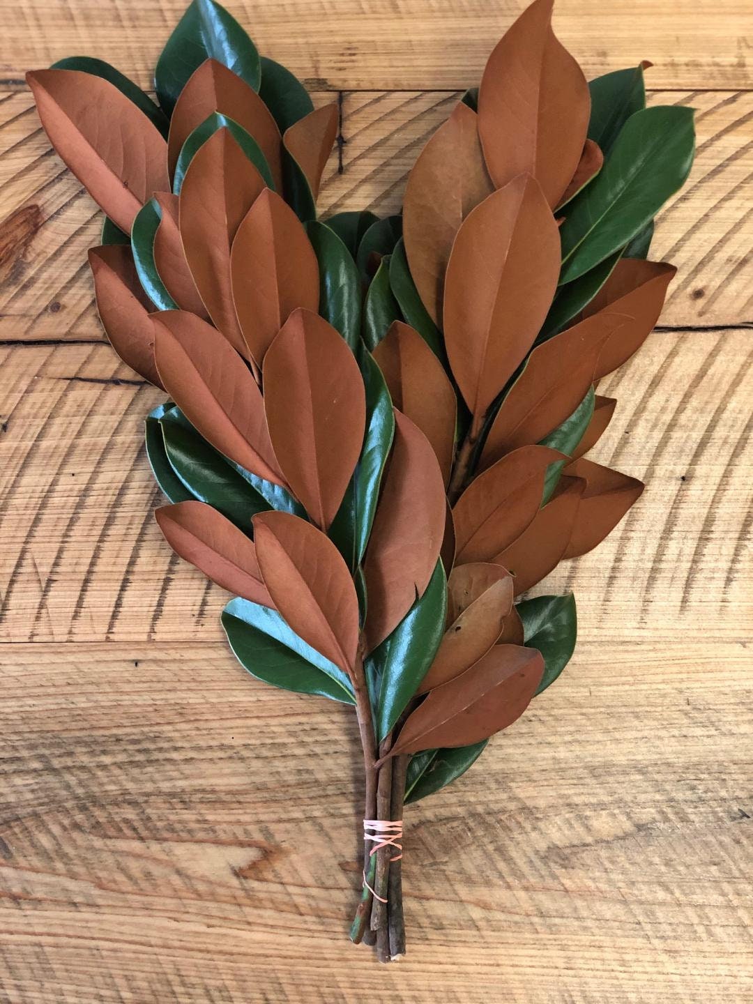 Freshly Cut Magnolia Bunches, Fall Decor, Fall Foliage, Real Magnolia ...