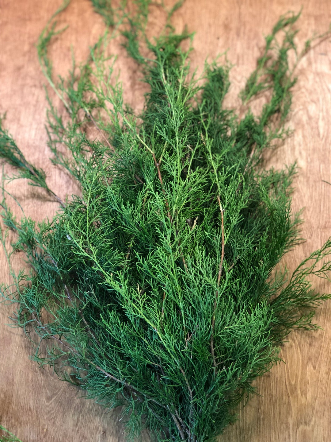 Freshly Cut Florida Cedar - Etsy