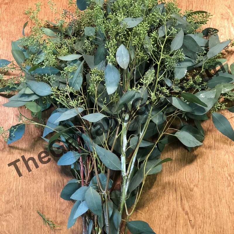 Seeded Eucalyptus - Etsy