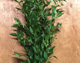 Italian Ruscus Stem - Etsy