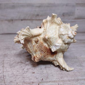 Vintage Conch Shell Cherubim Angel Hotel Reception Desk Bell Kitschy ...