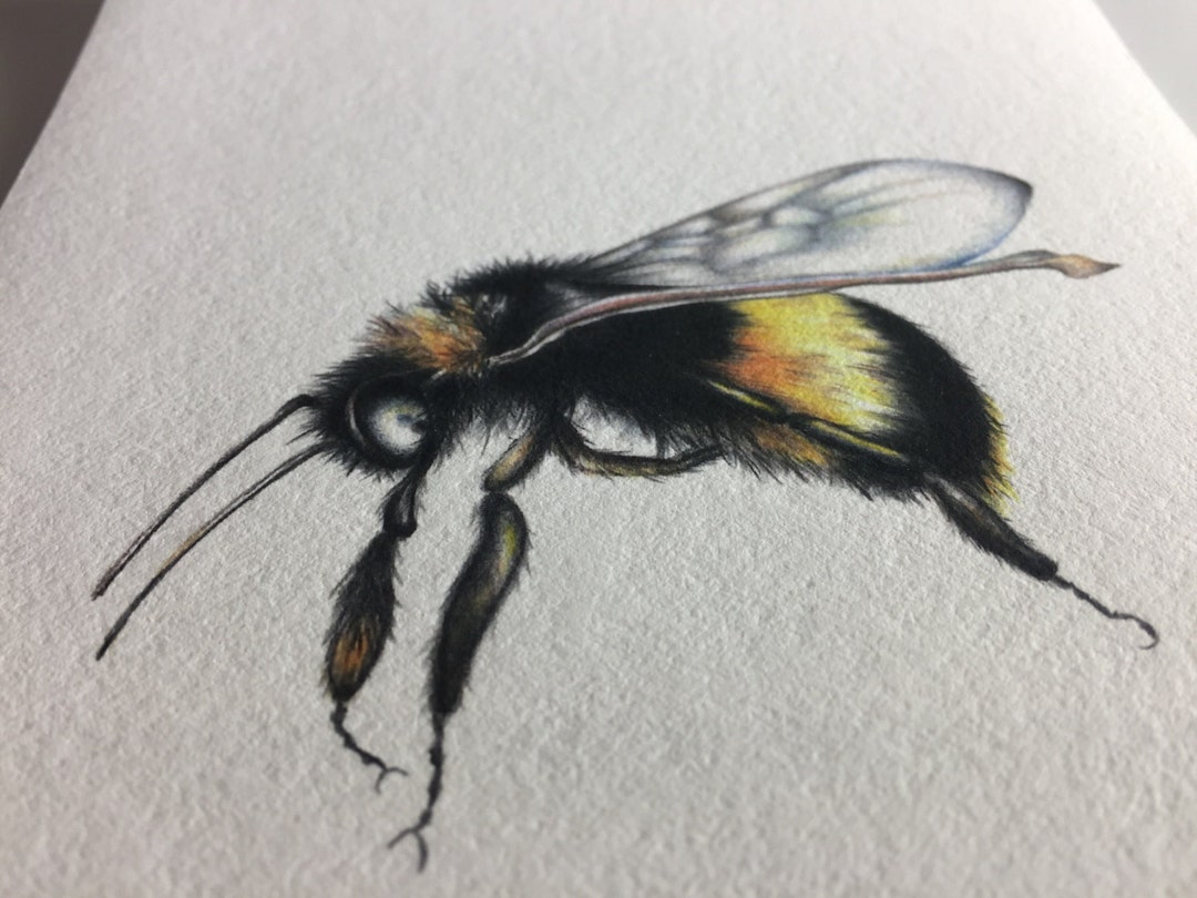 Bee Illustration, Drawing, Art Print, Bumble Bee - Etsy