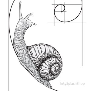 Snail on Fibonacci Spiral Wall Art Printable Golden Ratio - Etsy