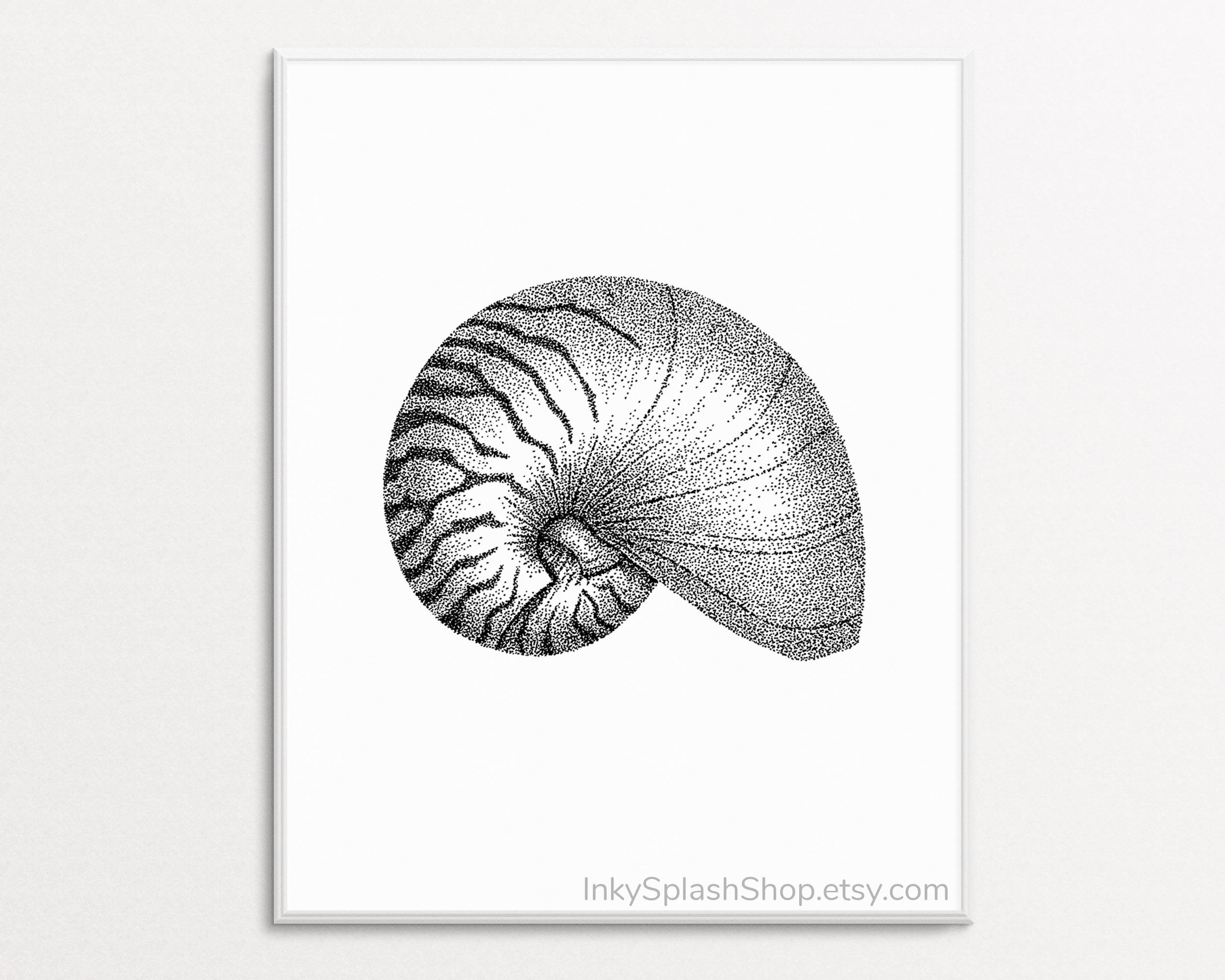 Nautilus Shell Drawings