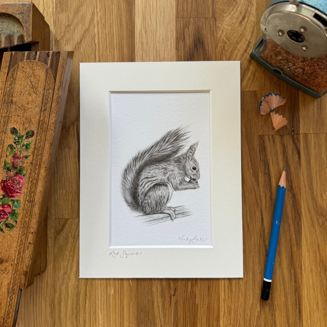 Red Squirrel Pencil Drawing Fine Art Monochrome Print Available in 3 ...