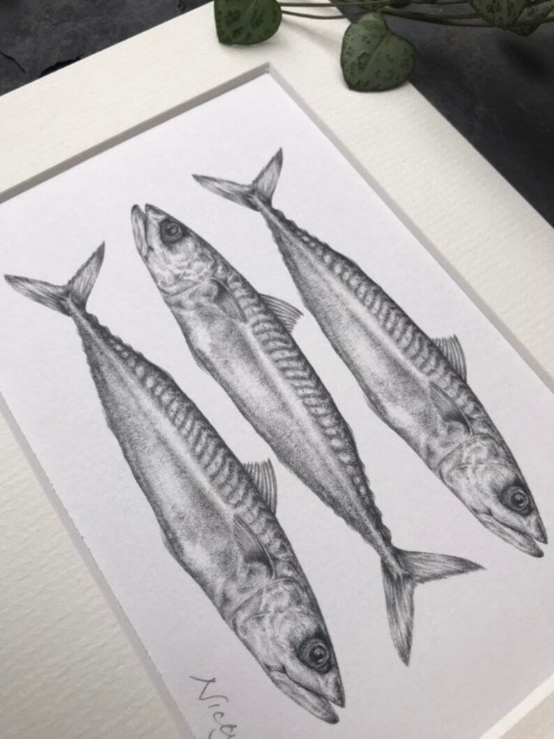 Mackerel Mounted Pencil Drawing Monochrome Fine Art Print 8 X | Etsy