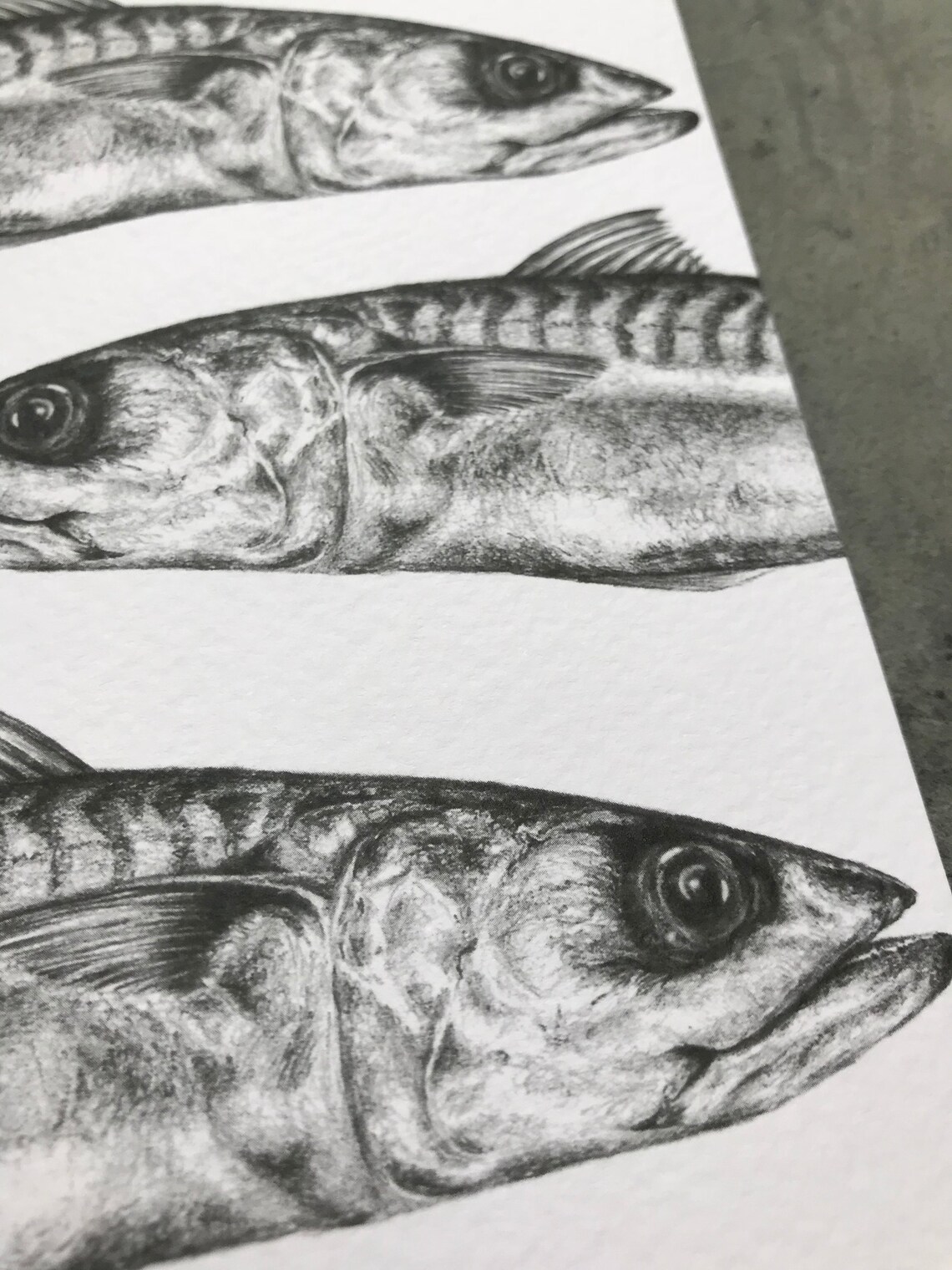 Mackerel Blank Greetings Card From Original Pencil Drawing - Etsy