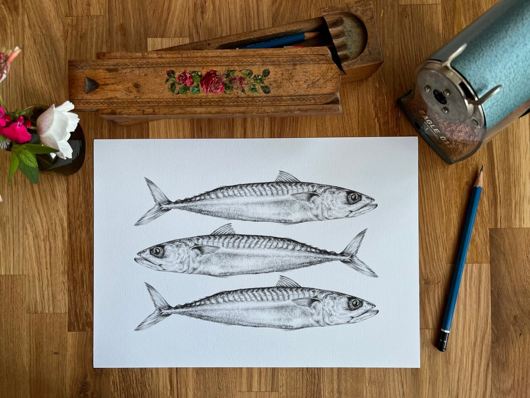A4 Mackerel Pencil Drawing Fine Art Monochrome Print to Fit - Etsy