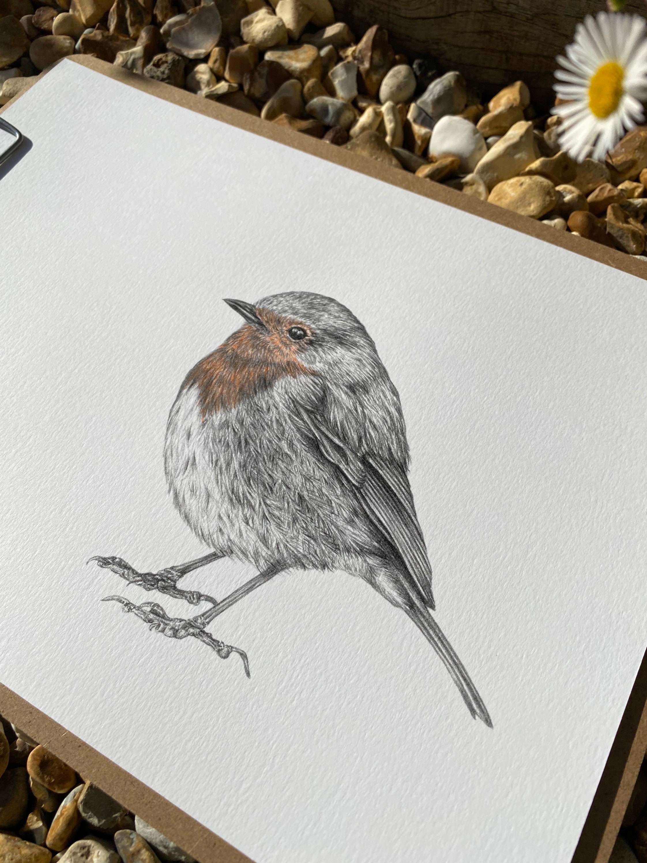 A4 Robin Pencil Drawing Fine Art Print to Fit 10x8 Aperture - Etsy UK