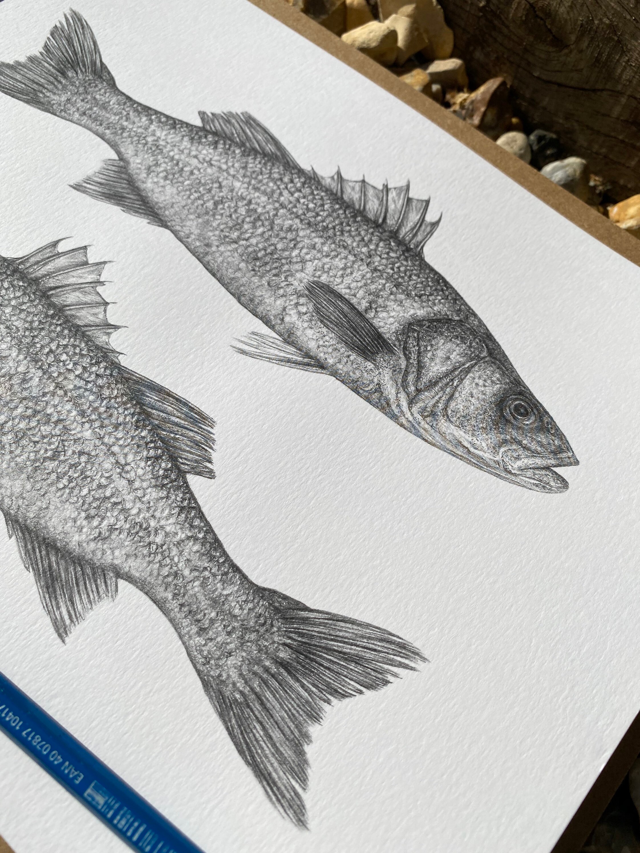 A4 sea bass pencil drawing fine art monochrome print to fit | Etsy