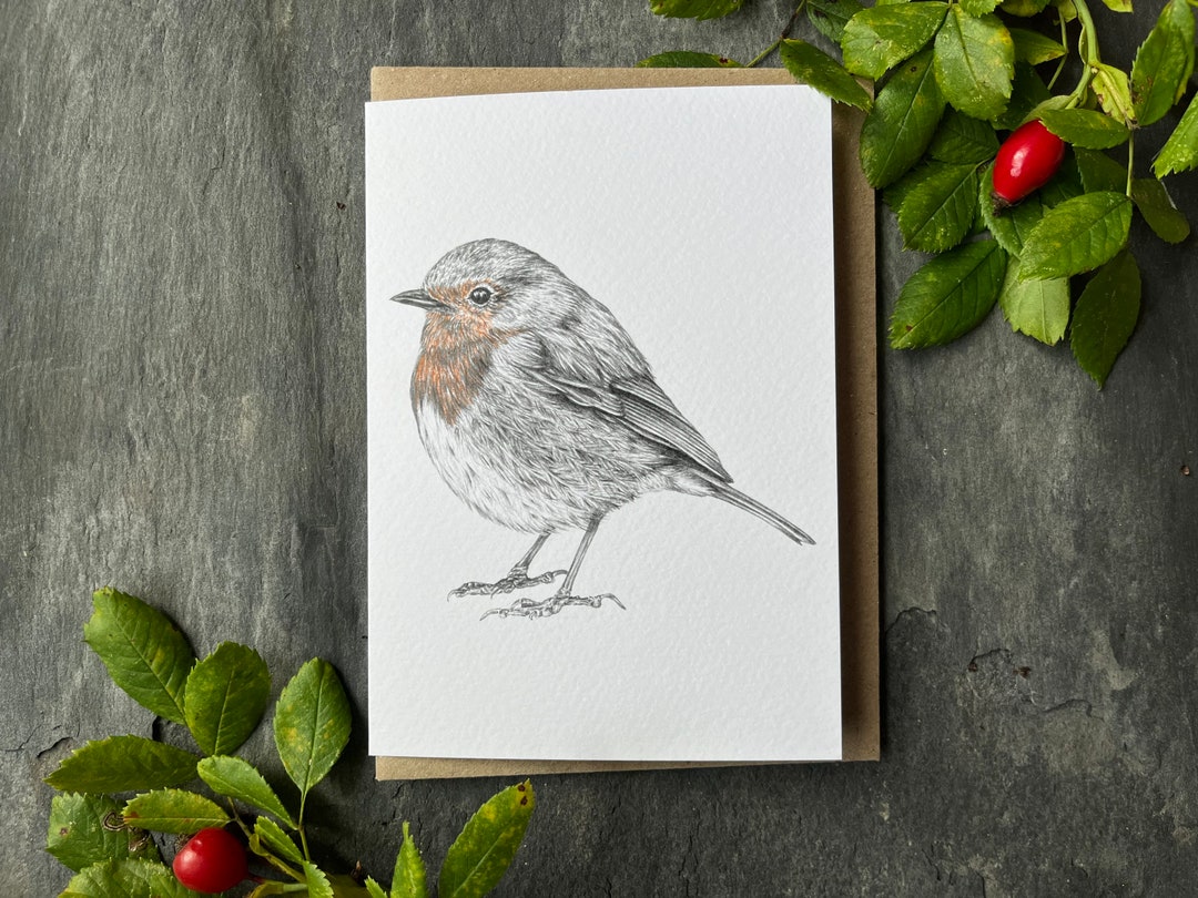 Robin Blank Greetings / Christmas Card From Original Fine Art Pencil ...