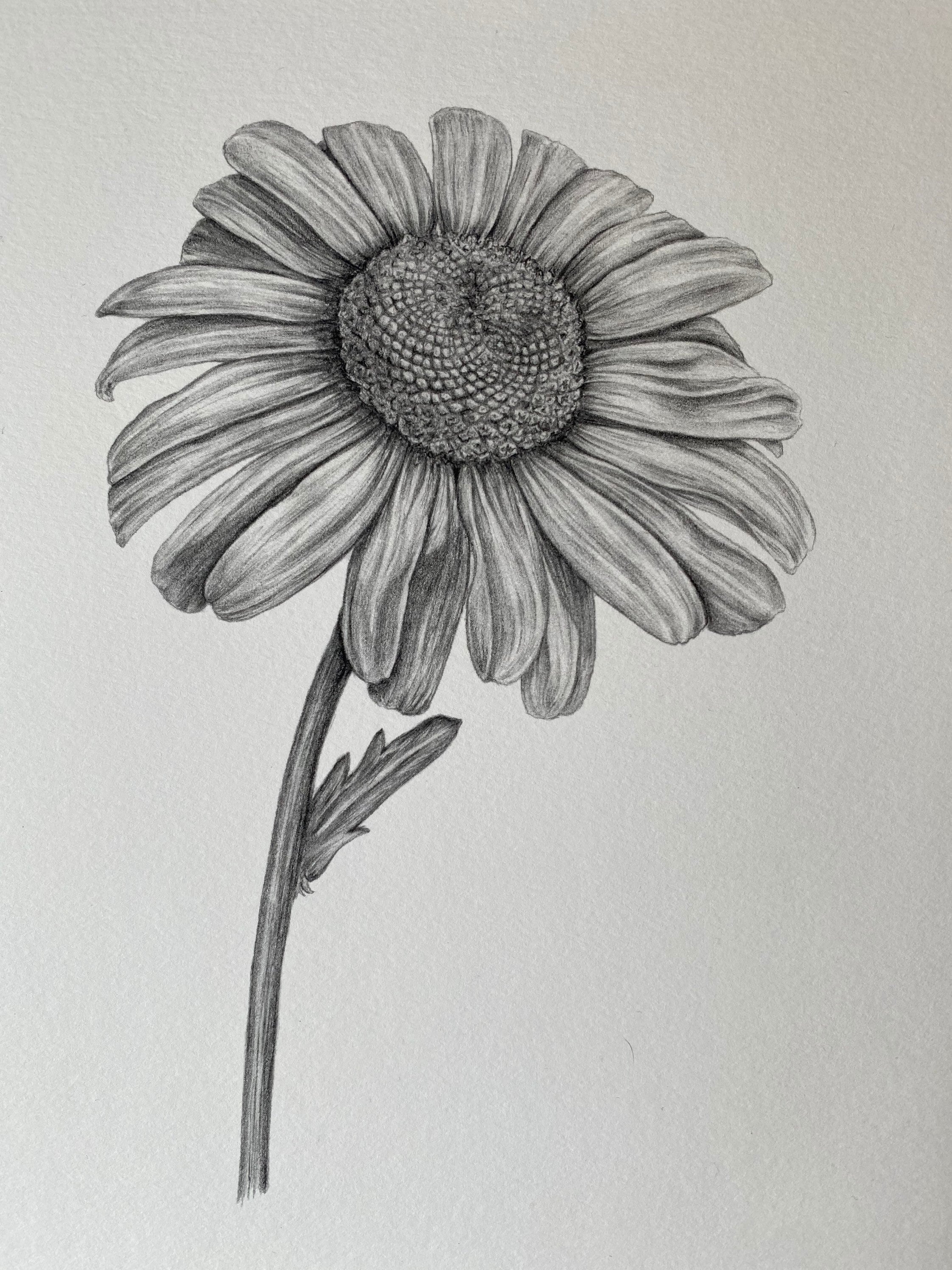 A4 Daisy Pencil Drawing Fine Art Monochrome Print - Etsy