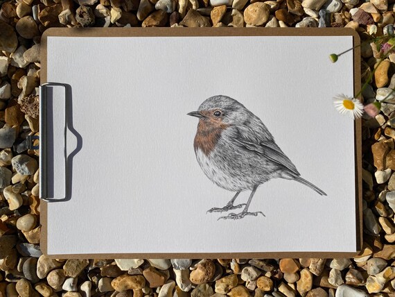 A4 Robin Pencil Drawing Fine Art Print to Fit 10x8 Aperture - Etsy