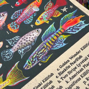 KILLIFISH! | Fish Identification Wall Art Print Poster 8.5x11 - Etsy