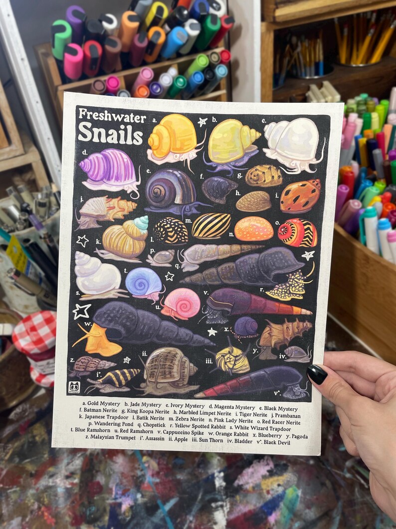Freshwater Snails Poster | Aquarium Snail Species Identification | 8 ...