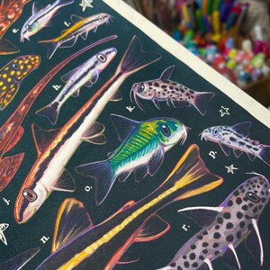 CATFISH! | Fish Identification Wall Art Print Poster 8.5x11 - Etsy
